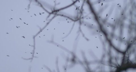 Flock Birds Doves Swarming Against Blue Stock Footage Video (100% ...