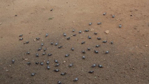 Dove Products Videos