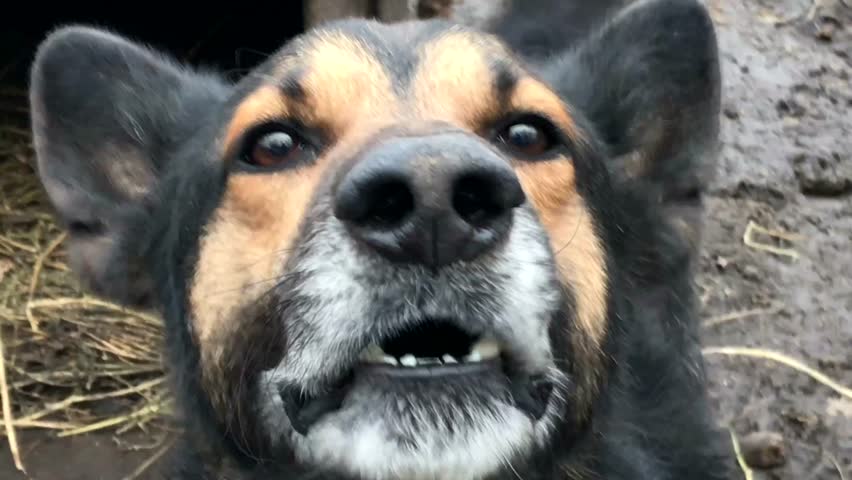 Evil German Shepherd Dog, Raped Stock Footage Video (100% Royalty-free ...