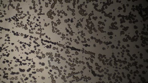 Chemical Reactions Under Microscope Stock Footage Video (100% Royalty ...