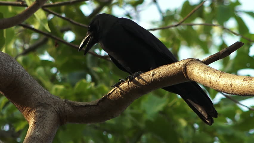 CAWING-OF-CROWS Footage, Videos and Clips in HD and 4K - Avopix.com