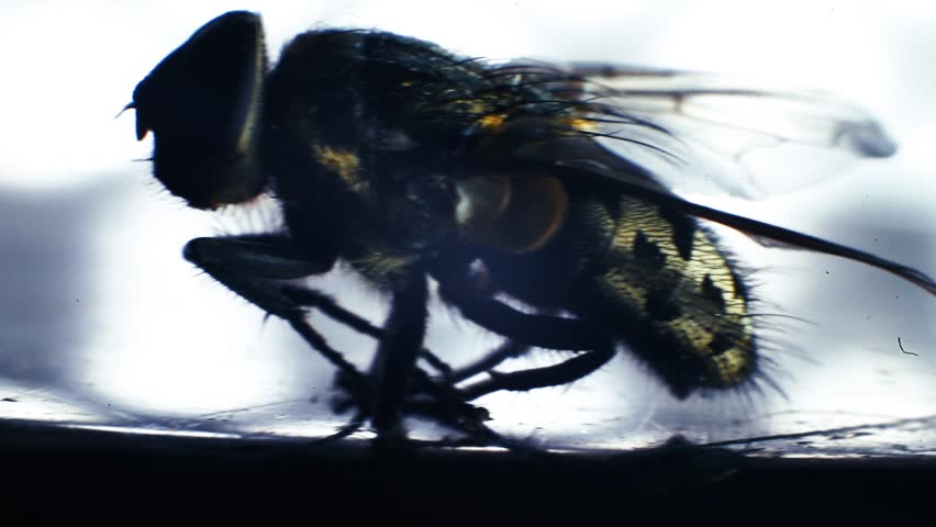 extreme backlit close-up dead fly Stock Footage Video (100% Royalty ...