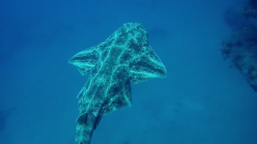 8 Shark Charts Stock Video Footage - 4K and HD Video Clips | Shutterstock