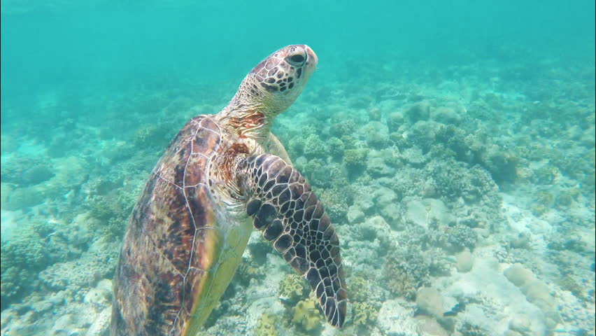 Turtle Lady Stock Video Footage - 4K and HD Video Clips | Shutterstock