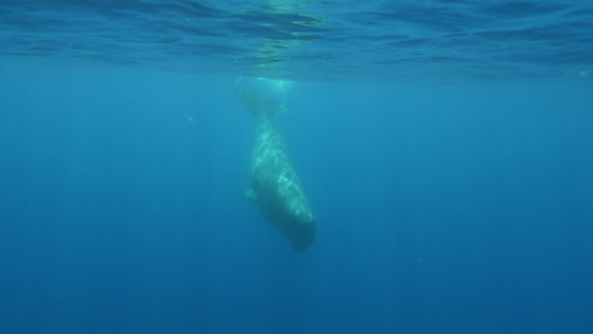 Sperm Whale Diving Down, Underwater Stock Footage Video (100% Royalty ...