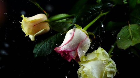 Falling Rose On Black Background Slow Stock Footage Video (100% Royalty ...