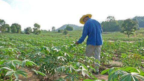 302 Tapioca cultivation Stock Video Footage - 4K and HD Video Clips ...
