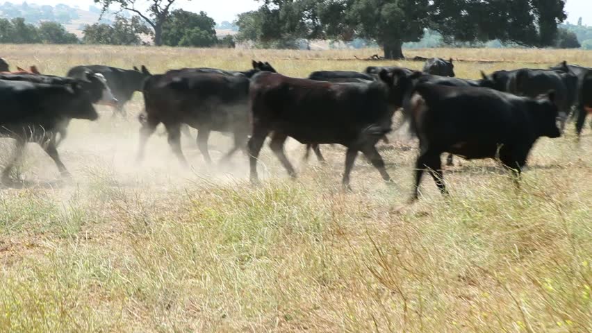 camera moves different cattle running around Stock Footage Video (100% ...