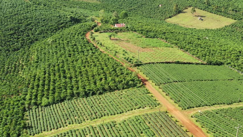 top view coffee plantation green tea Stock Footage Video (100% Royalty ...