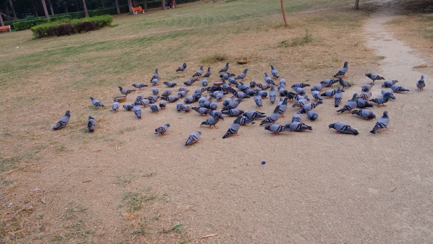 Pigeons Flock Flying from Ground Stock Footage Video (100% Royalty-free ...