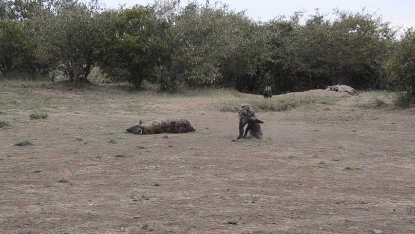 Two Hyenas in the Wild image - Free stock photo - Public Domain photo ...