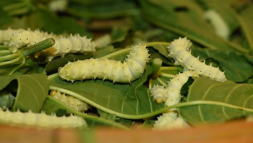 eri silk philosamia ricini Stock Footage Video (100% Royalty-free ...