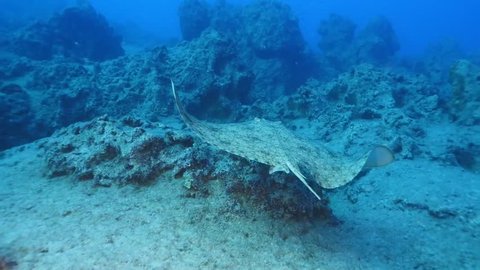 Gymnura Butterfly Ray Fish Swim Underwater Stock Footage Video (100% ...