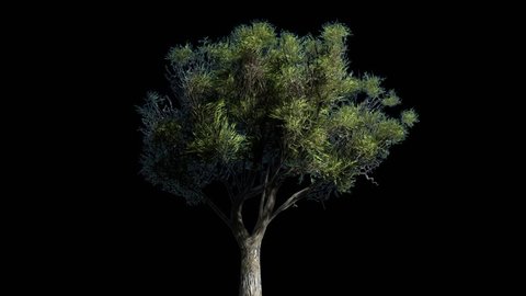 Moving Alpha Tree Stock Footage Video (100% Royalty-free) 1019909197 ...