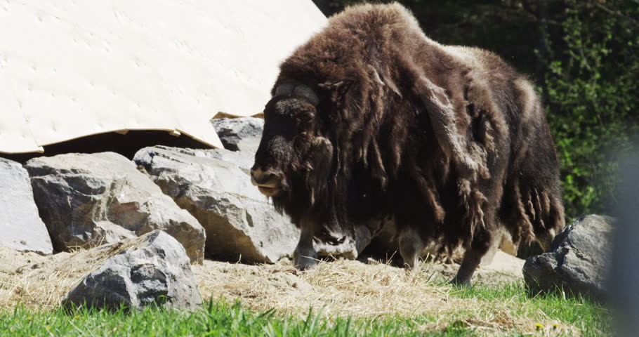 Wild Musk Ox Walking On : video stock a tema (100% royalty free ...
