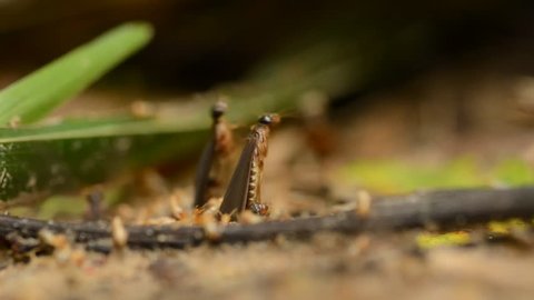 Growth Insects Into World Stock Footage Video (100% Royalty-free ...