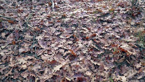 Autumn Leaves Movement Garden Stock Footage Video (100% Royalty-free ...