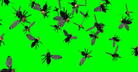 Insect Set Colorful Low Poly Bug Stock Vector (Royalty Free) 422960455