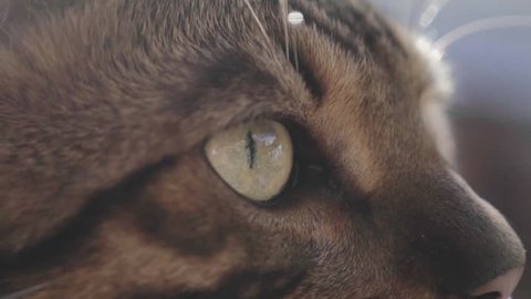 5 Cat facial features Stock Video Footage - 4K and HD Video Clips ...