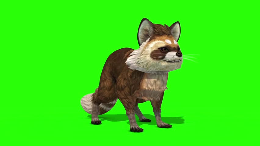 raccoon animal green screen 3d rendering Stock Footage Video (100% ...