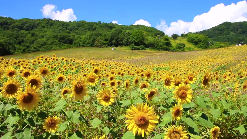 sightseeing spot "sunflower sannokura kogen” which Stock Footage Video ...