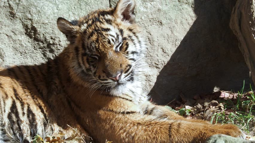 Sumatran Tiger Cubs image - Free stock photo - Public Domain photo ...
