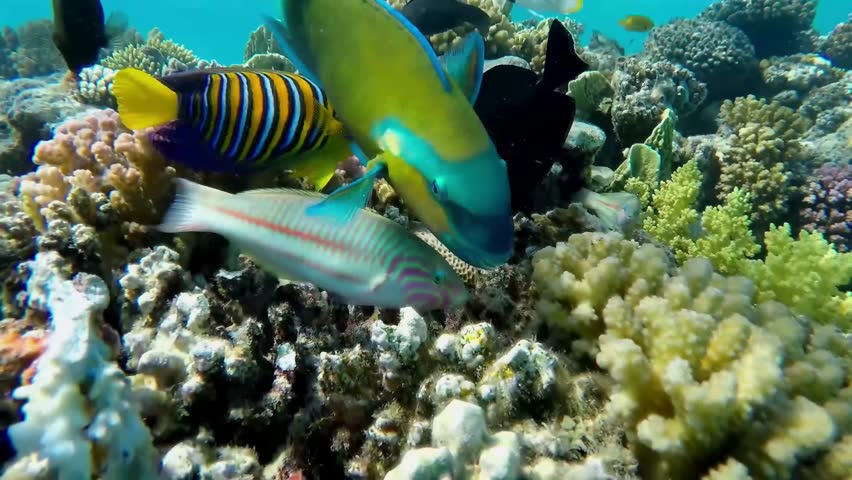 bright beautiful reef fish feed on Stock Footage Video (100% Royalty ...