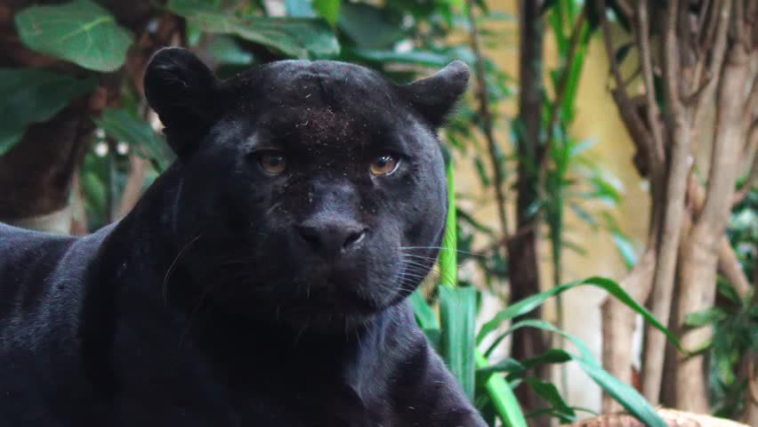 Black Female Panther Stock Video Footage - 4K and HD Video Clips ...