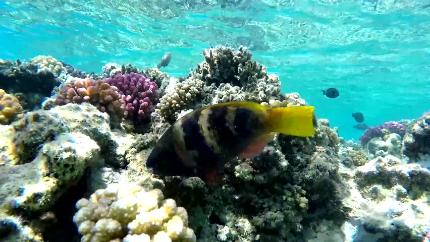 beautiful bright striped fish coral reefs Stock Footage Video (100% ...