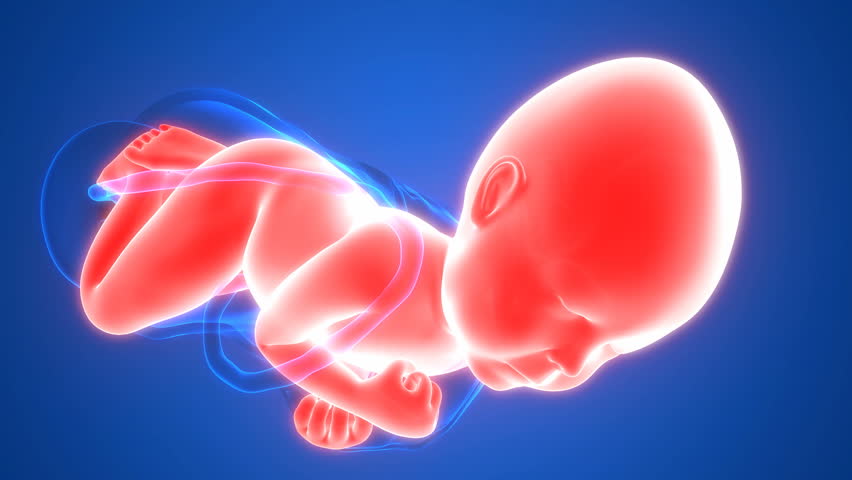 normal labor vaginal birth anatomy 3d Stock Footage Video (100% Royalty ...