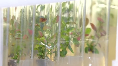 Laboratory Microclonal Reproduction Vitro Microbreeding Technology ...