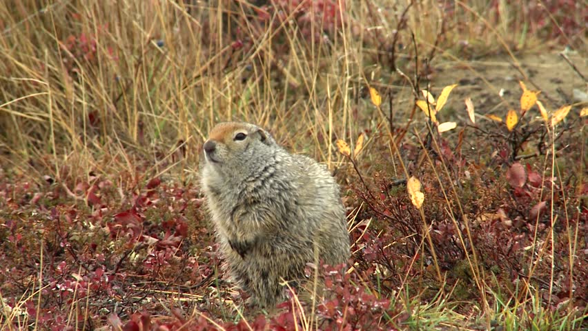 Arctic Ground Squirrel image - Free stock photo - Public Domain photo ...