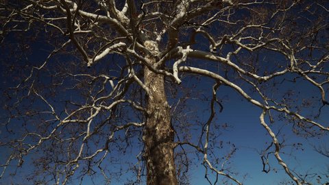 Barren oak tree Stock Video Footage - 4K and HD Video Clips | Shutterstock
