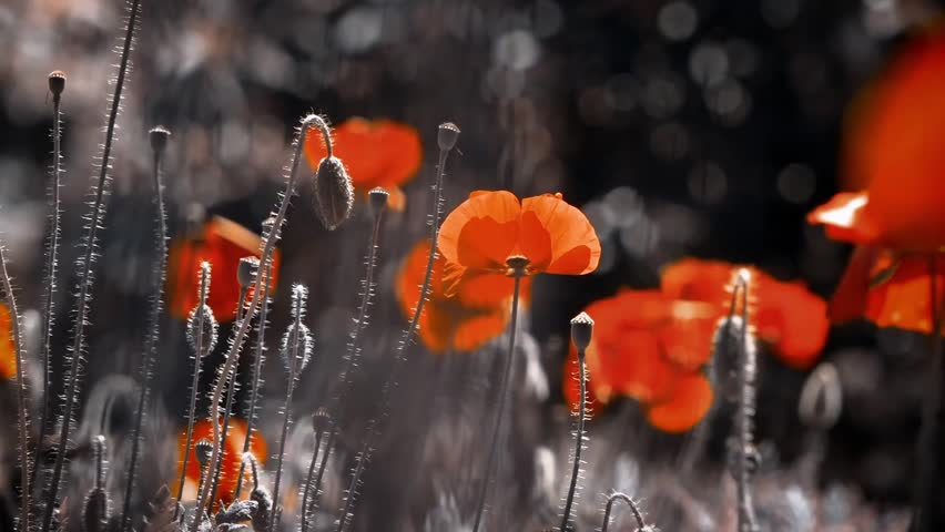 Suns Rays Illuminate Poppy Flower Reflection Stock Footage Video (100% ...