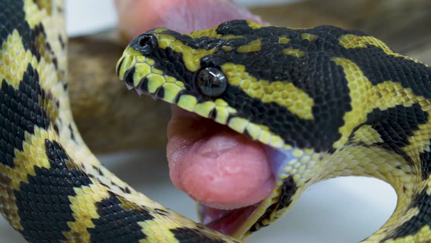 macro close-up snake mouse mouth coiling Stock Footage Video (100% ...