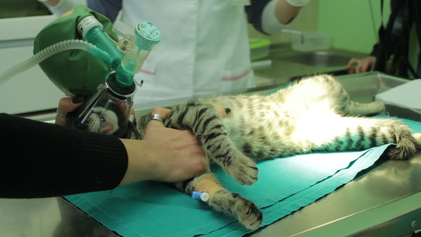 Cat with Anesthesia Breathing Circuit Stock Footage Video (100% Royalty ...