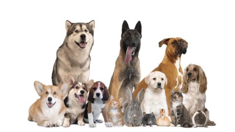 Different Pets On White Background Stock Footage Video (100% Royalty ...