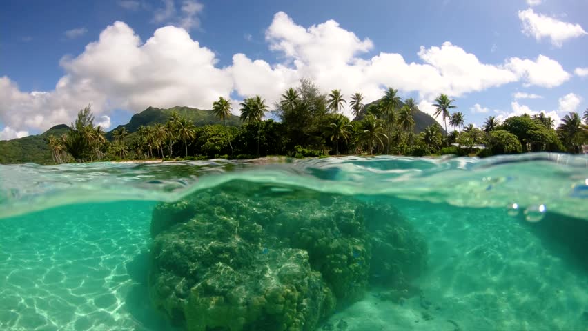 over under sea surface tropical fish Stock Footage Video (100% Royalty ...