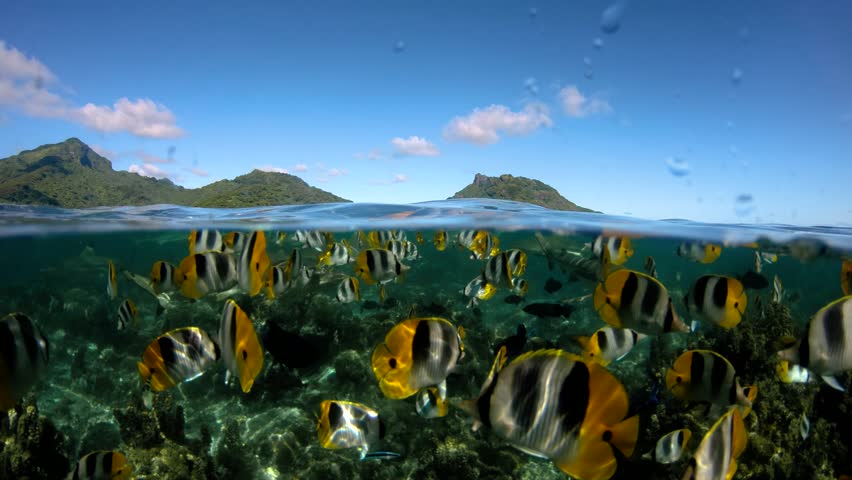 Over Under Sea Surface ,tropical Stock Footage Video (100% Royalty-free ...