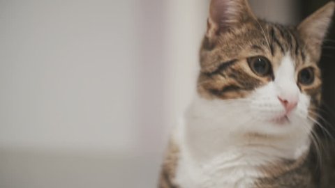 Cute Cat Head Look Around Slow Stock Footage Video (100% Royalty-free ...