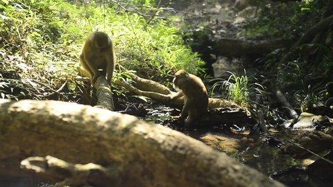 Monkey Relax Nature Assamese Monkeys Resting Stock Footage Video (100% ...