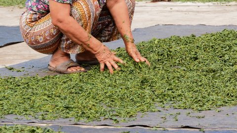 Sun Dried Process Making Green Tea Stock Footage Video (100% Royalty ...