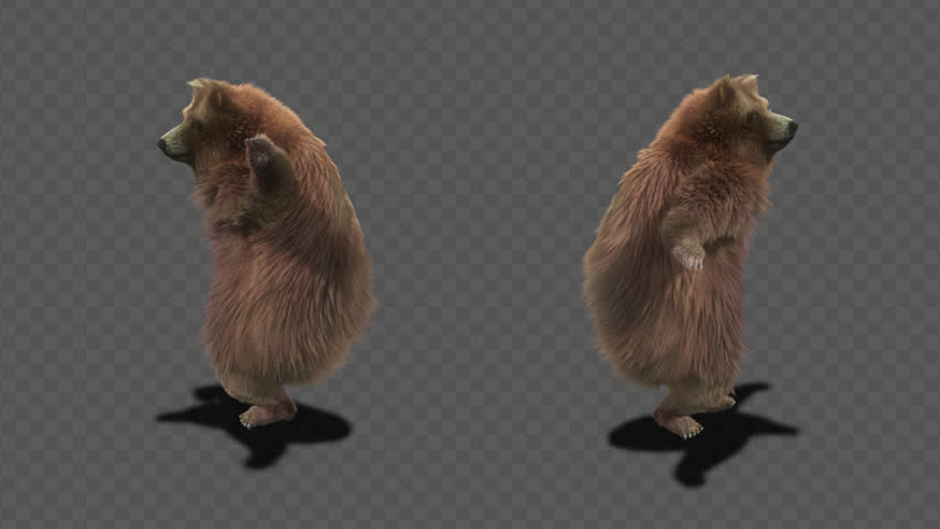 bear cg fur 3d rendering animal Stock Footage Video (100% Royalty-free ...