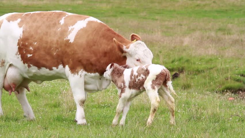German cattle Stock Video Footage - 4K and HD Video Clips | Shutterstock