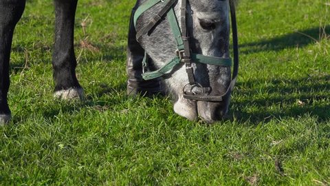 178 Horses pooping Stock Video Footage - 4K and HD Video Clips ...