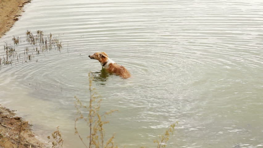 borzoi dog swimming water Stock Footage Video (100% Royalty-free ...