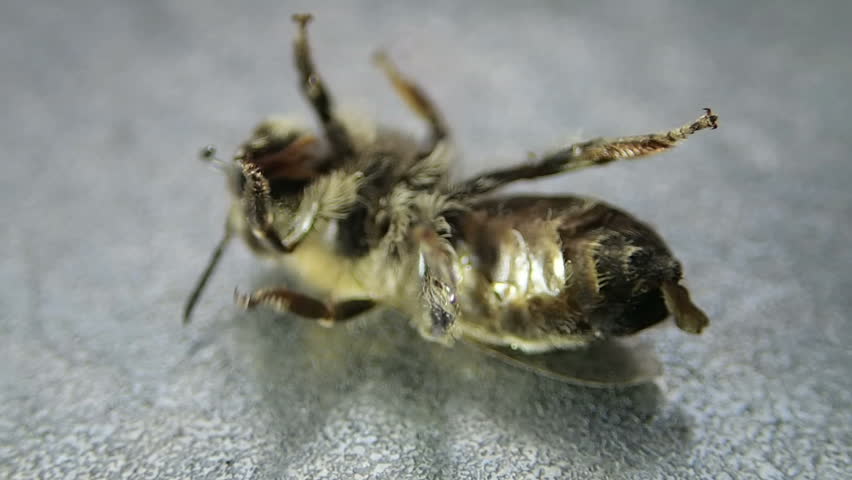 Back of Bee detail image - Free stock photo - Public Domain photo - CC0 ...