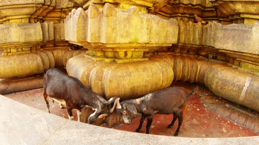 Two Black Goats Butt Each Stock Footage Video (100% Royalty-free ...