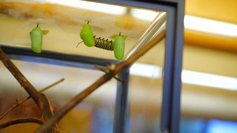 Monarch Butterfly Chrysalis Formation Progress Two Stock Footage Video ...