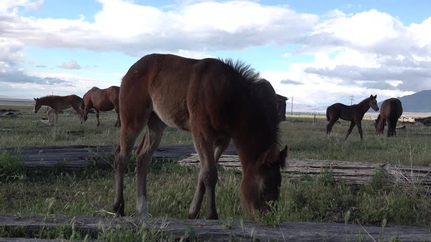 caballos salvajes apareándose entre manadas cámara: video de stock ...